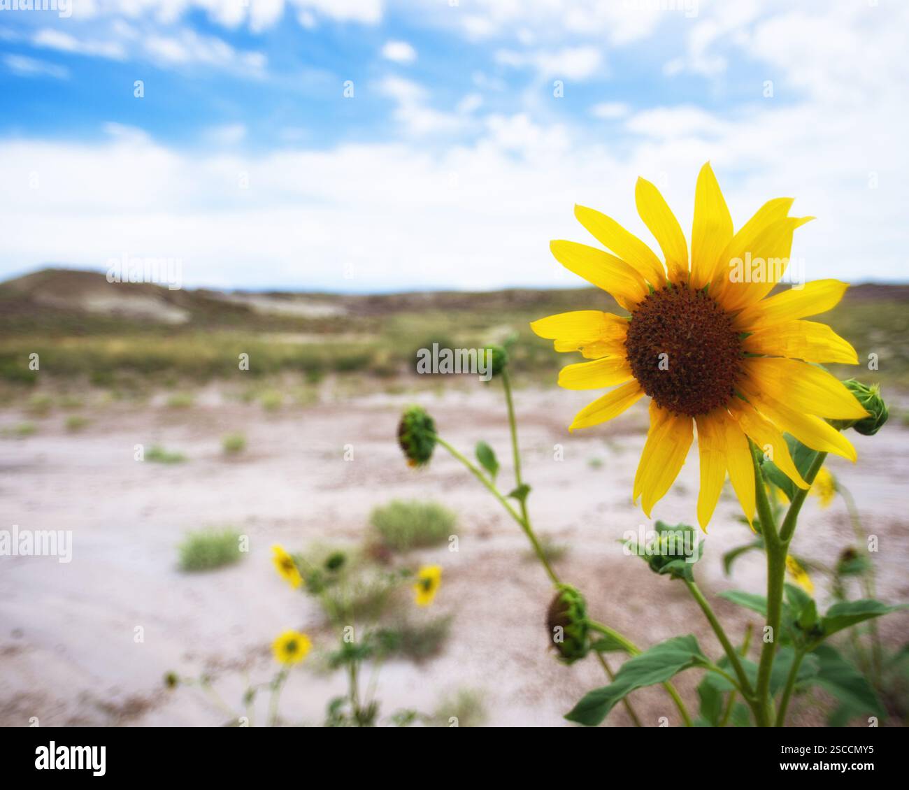 Dry soil background in warm colors closeup hi-res stock photography and images - Alamy