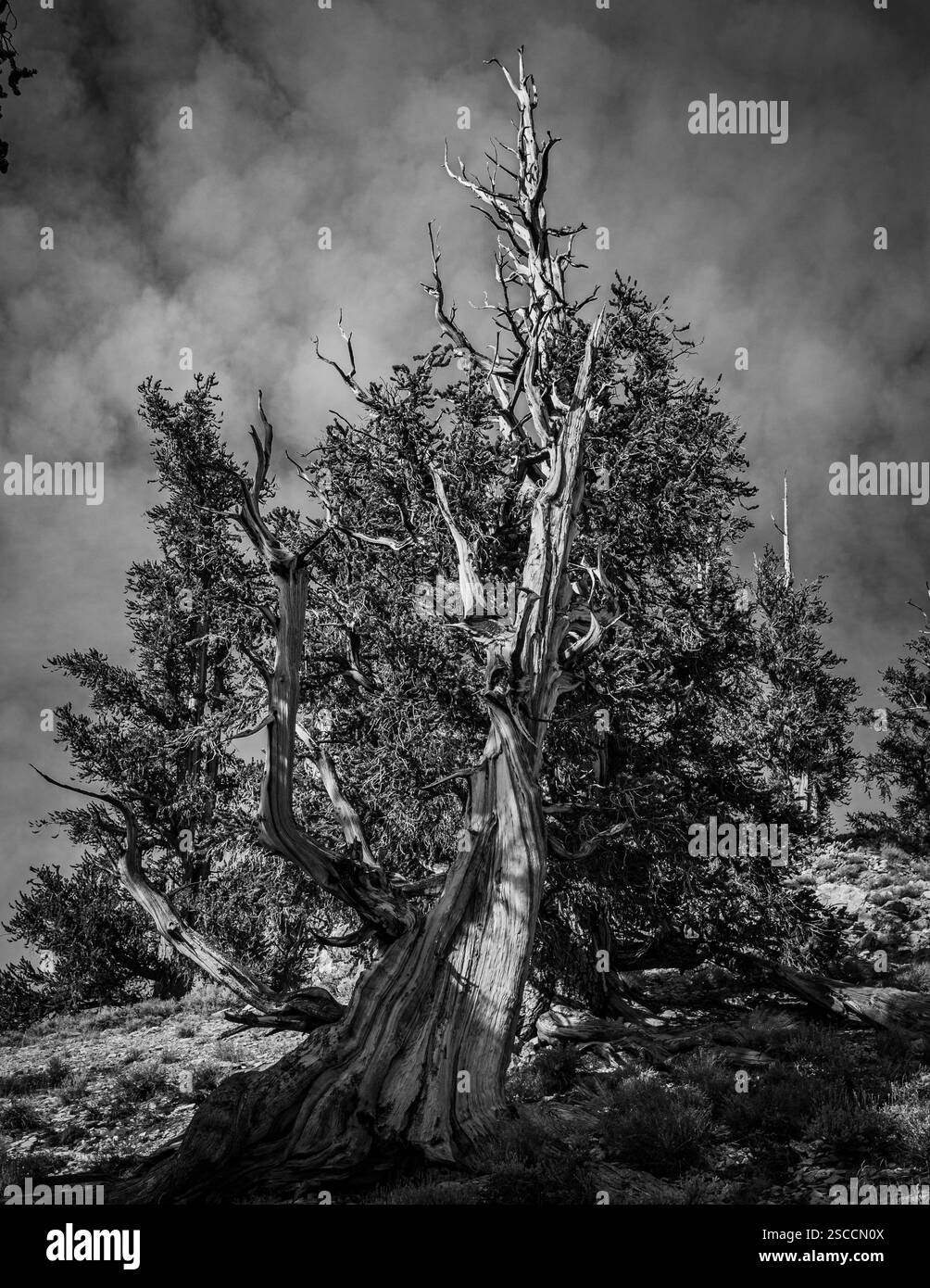 Gnarled and twisted ancient bristlecone pine tree reaches toward the ...