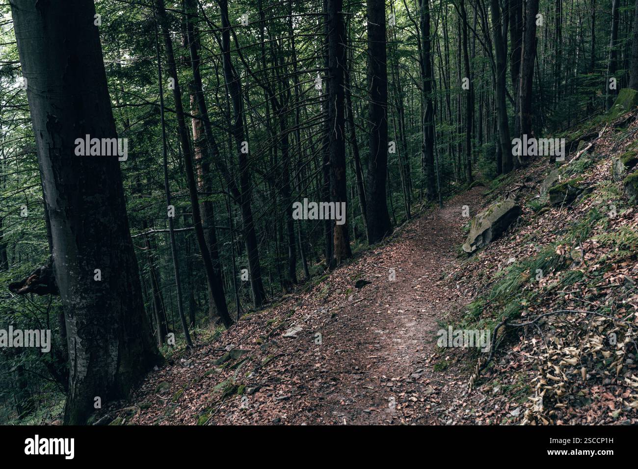 A narrow path winds through the dense forest, leading into the depths ...