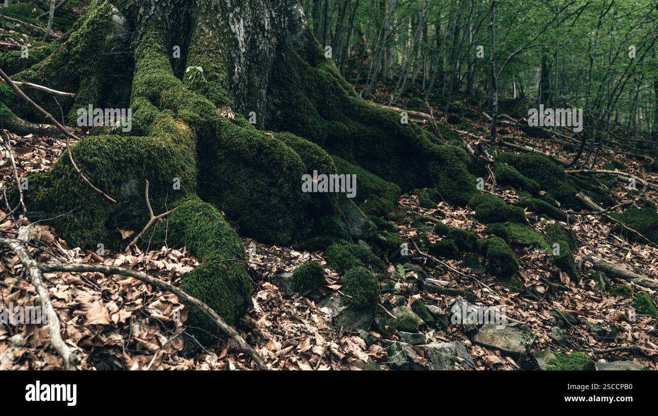 The roots of a towering tree stretch out, covered in thick, vibrant ...
