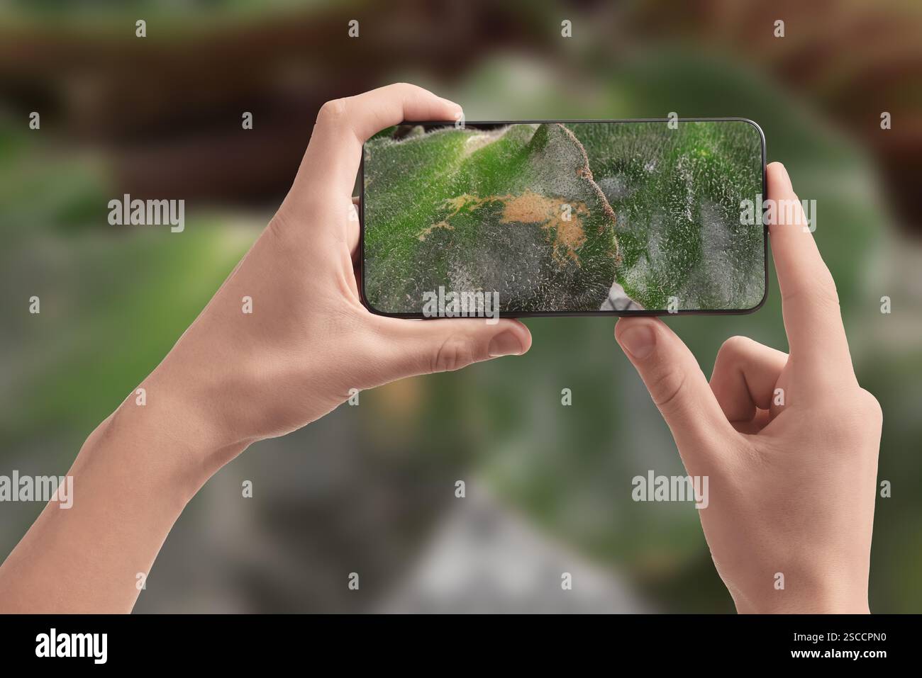 Man using mobile phone to recognize disease of house plant, closeup ...