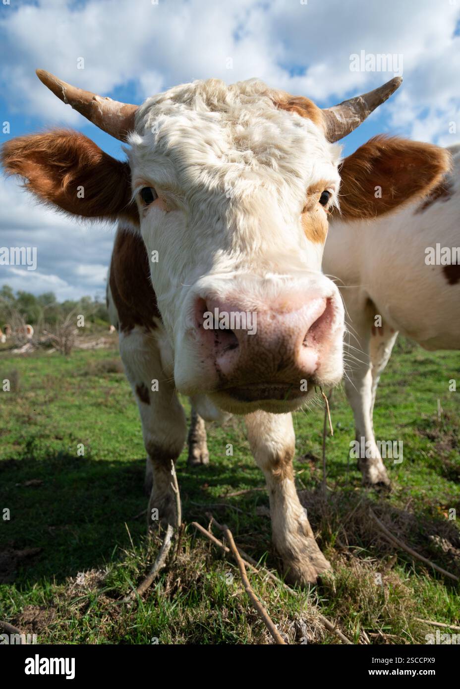 Bull head close up with curly hair on wide forehead, animal portrait ...