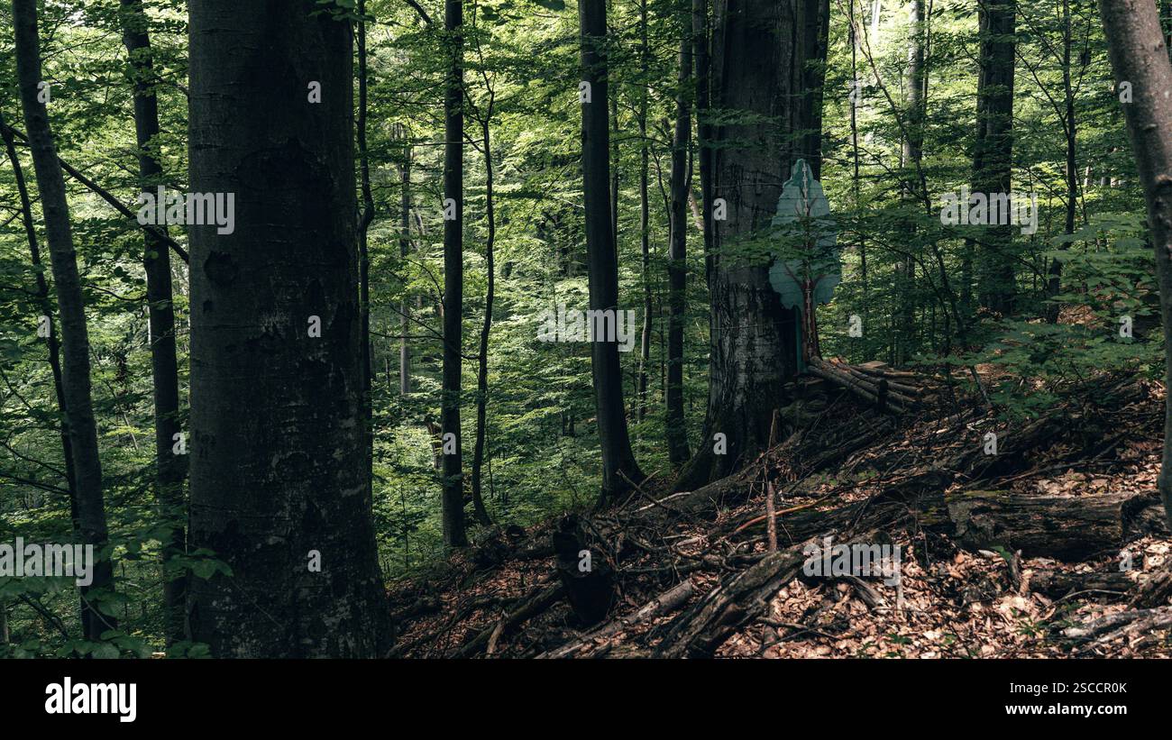 A narrow path winds through the dense forest, leading into the depths ...