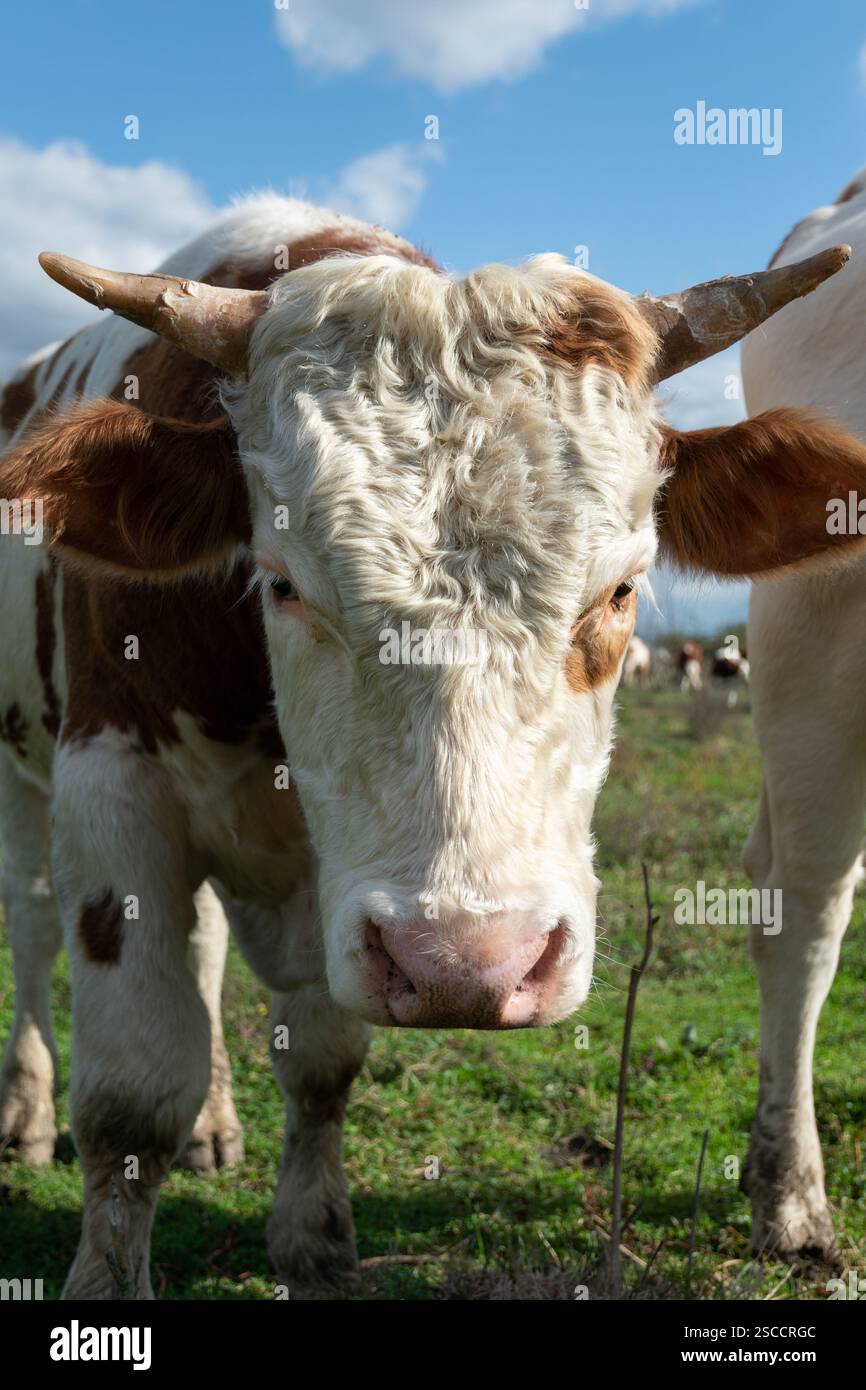 Bull head close up with curly hair on wide forehead, animal portrait ...