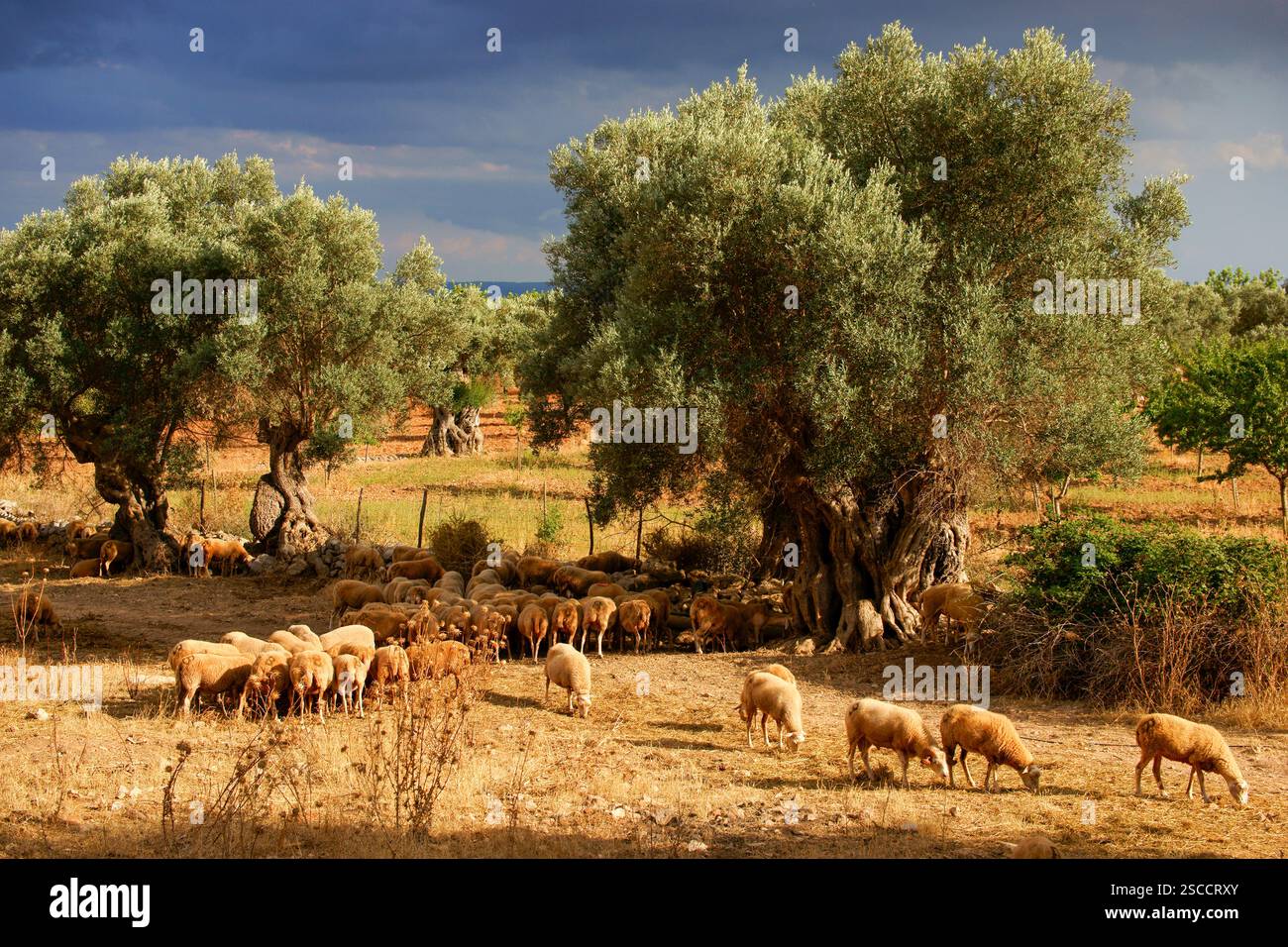 Sheep herd in the olive grove. Raixa, Biniatzar. Bunyola. Tramuntana ...