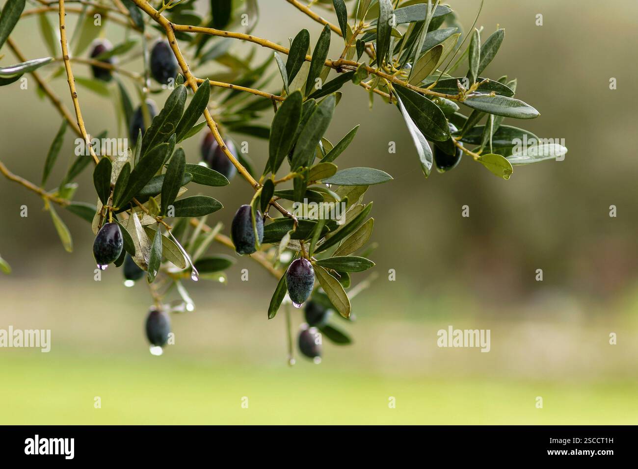 Olives in the olive grove of S'alqueria d'Avall, Bunyola, Serra de ...