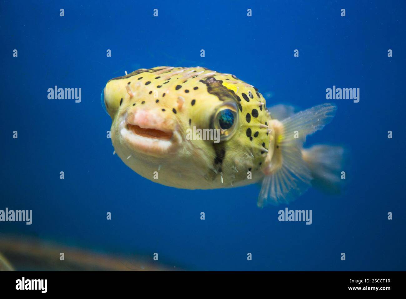 Fish in an aquarium in the National Oceanographic Museum of Vietnam ...