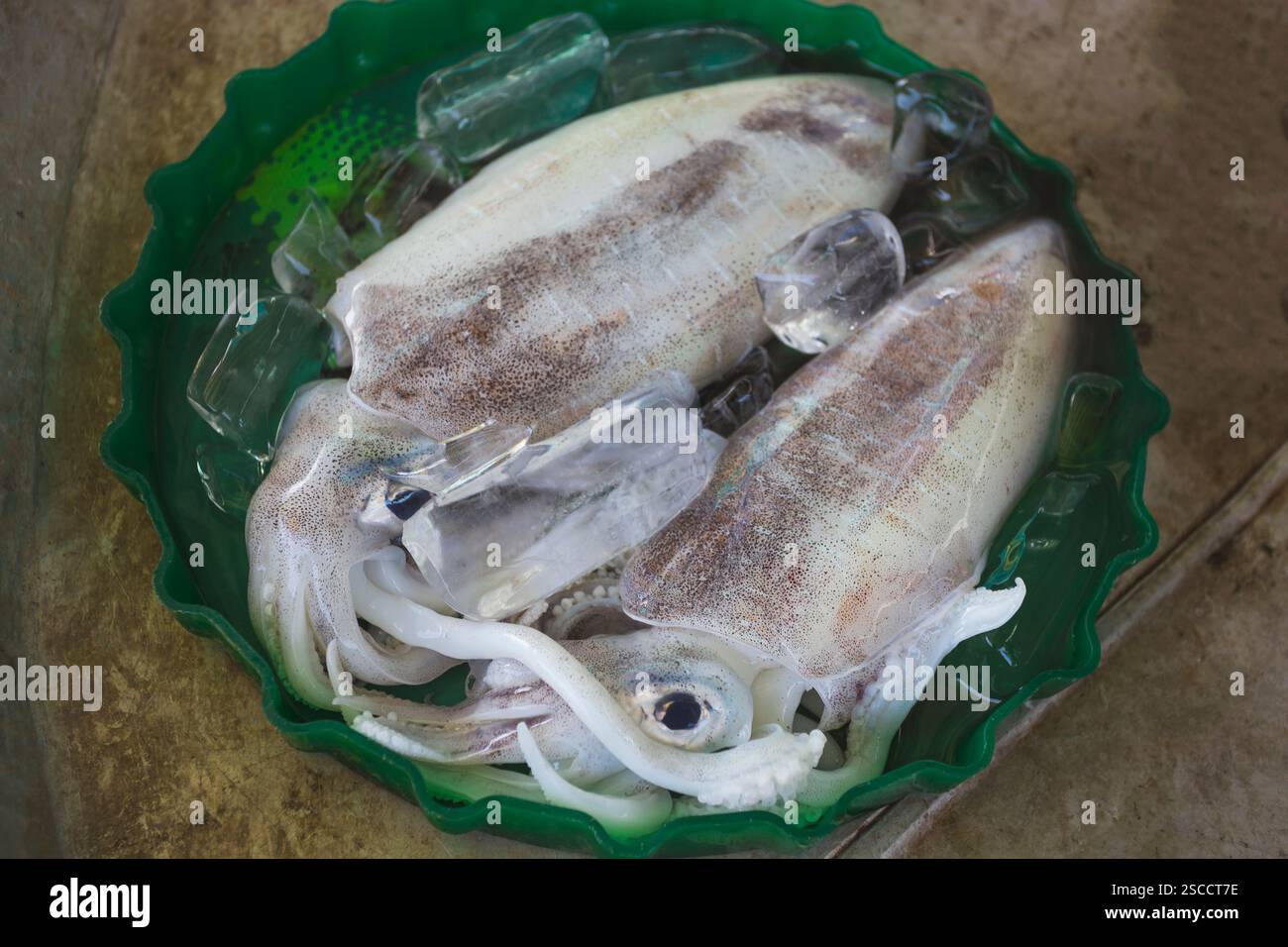 Fresh seafood photographed in fish market, squid Stock Photo - Alamy