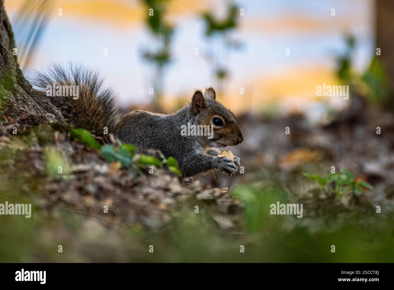 Friendly gray squirrel in a city park Stock Photo - Alamy