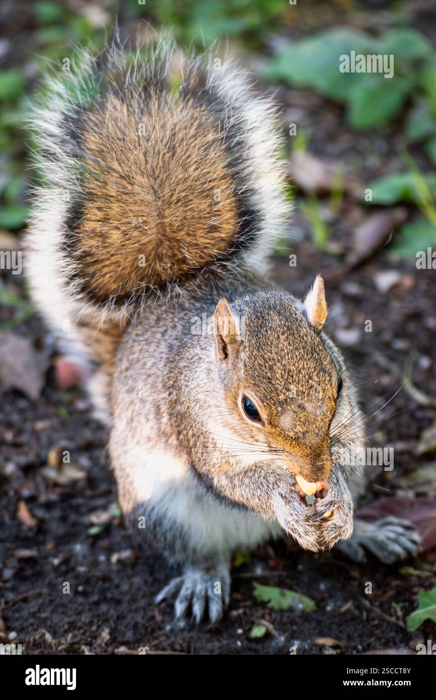 Squirrel sitting on park hi-res stock photography and images - Alamy