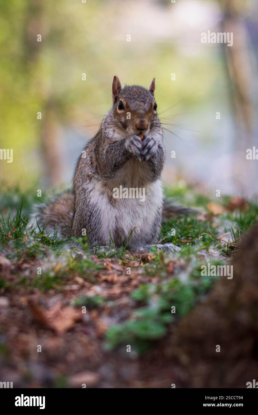 Friendly mammals hi-res stock photography and images - Alamy