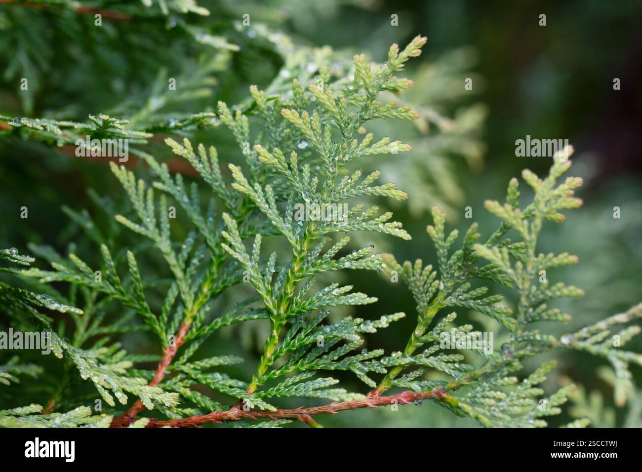 Thuja occidentalis. Green thuja tree branches, background Stock Photo ...