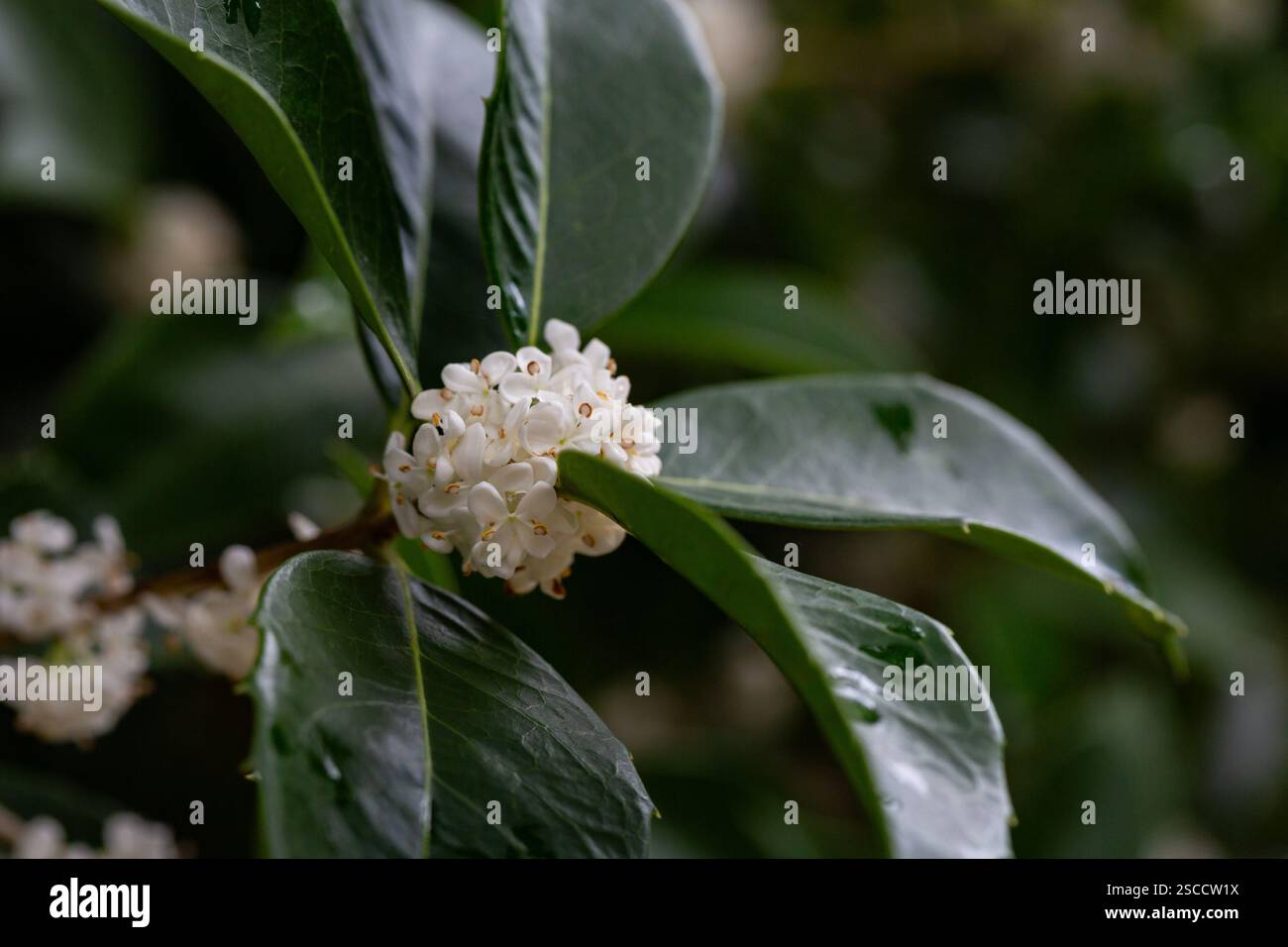 Fortune's osmanthus (Osmanthus Fortunei) flowers. Oleaceae evergreen ...