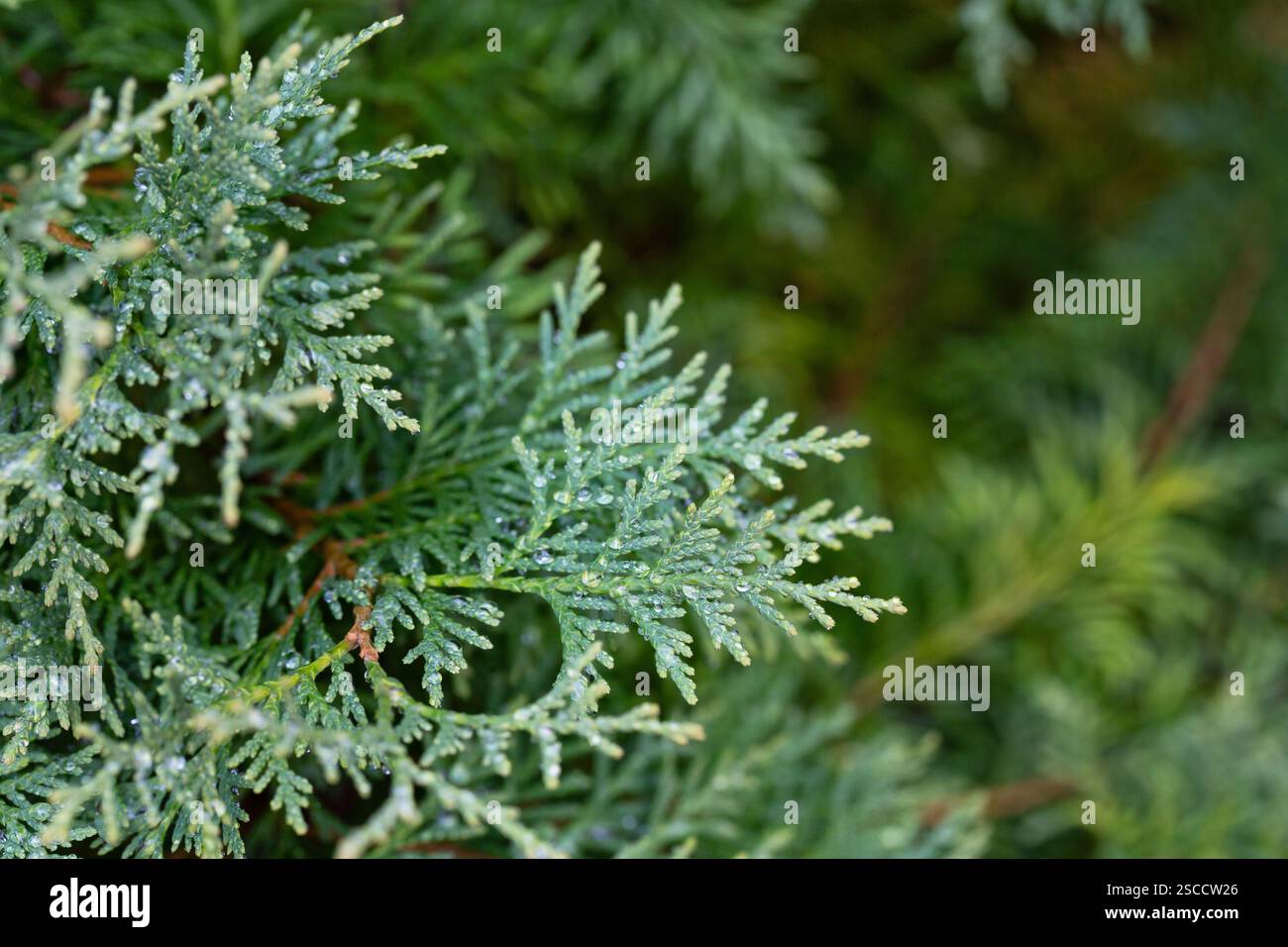 Thuja occidentalis. Green thuja tree branches, background Stock Photo ...