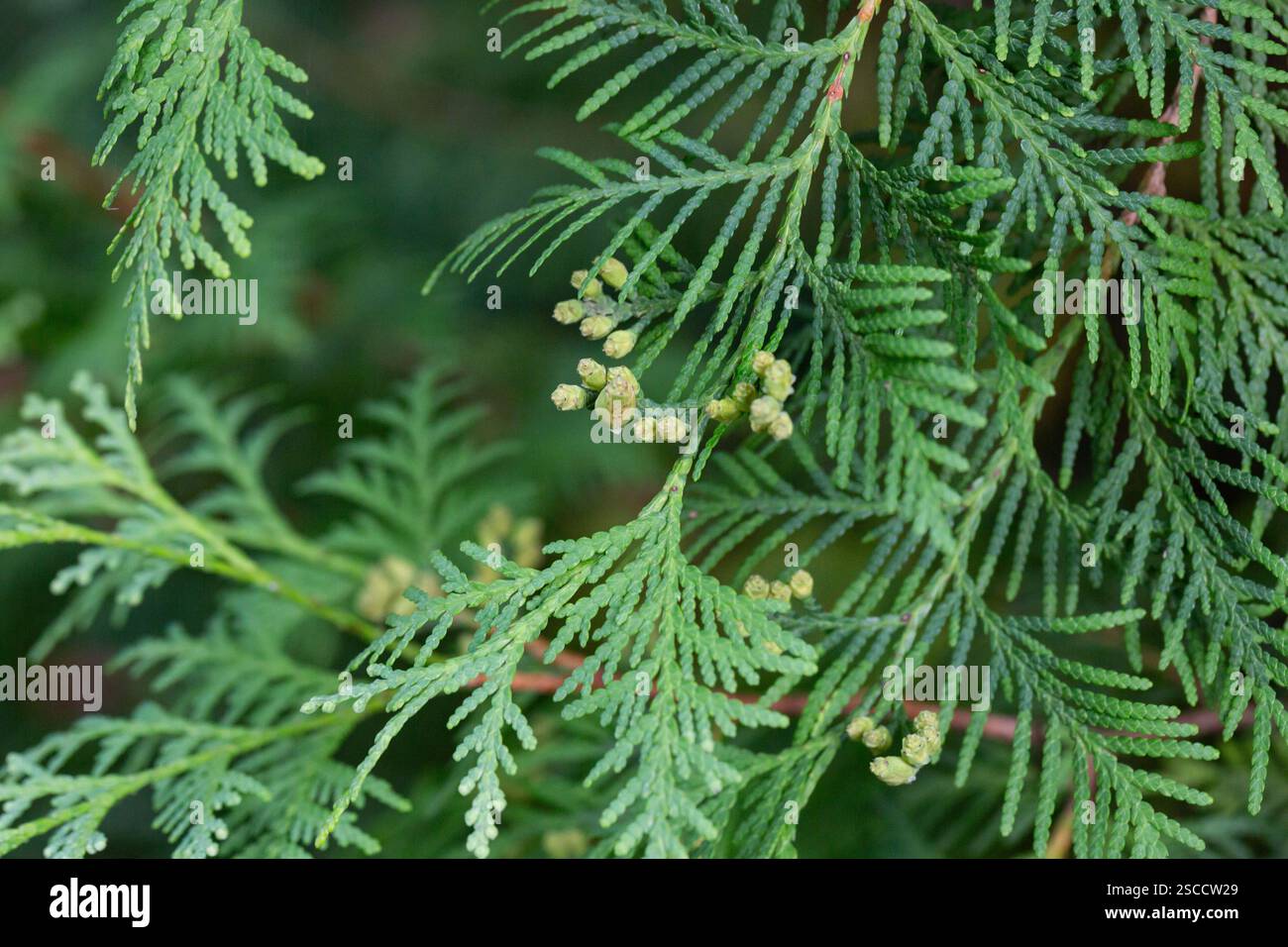 Green thuja occidentalis branches hi-res stock photography and images ...