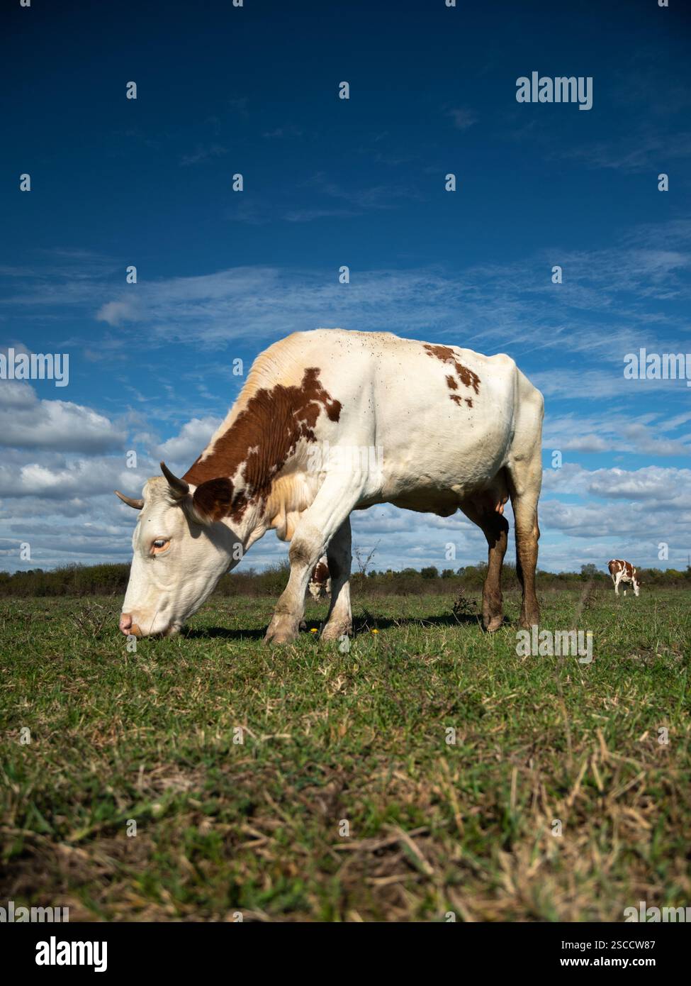 Cow grazing in pasture, free range farming Stock Photo - Alamy