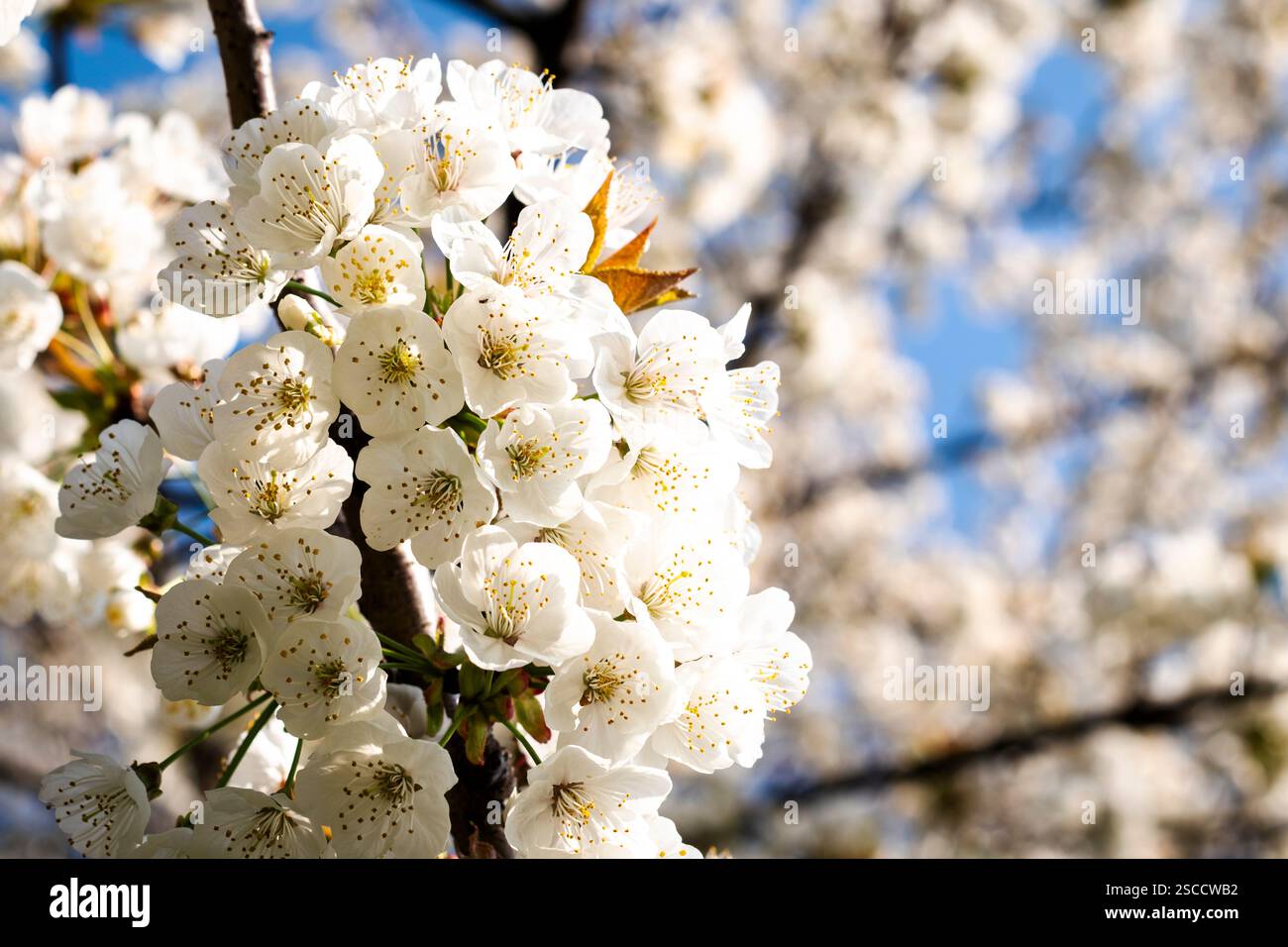 Closeup pink cherry blossom hi-res stock photography and images - Alamy