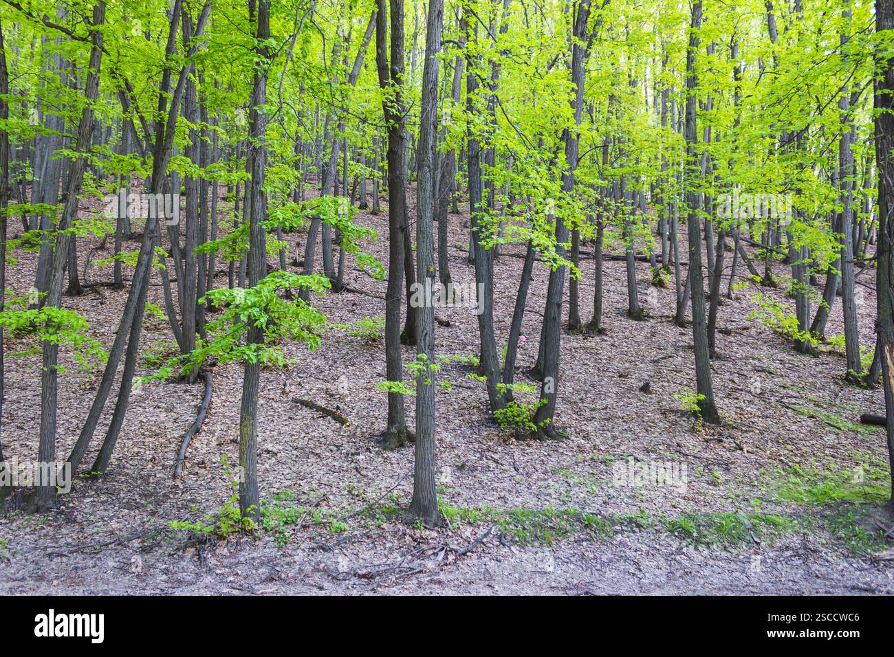 Trees in a green forest in spring Stock Photo - Alamy