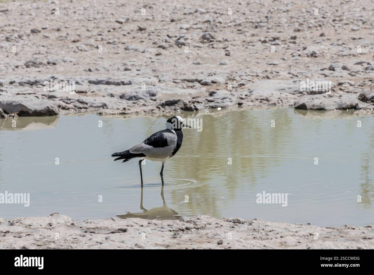 Blacksmit lapwing bird in puddle water at sweet grassveld on lime ...