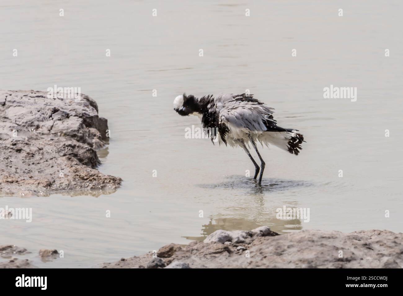 Blacksmit lapwing bird drying off in puddle water at sweet grassveld on ...