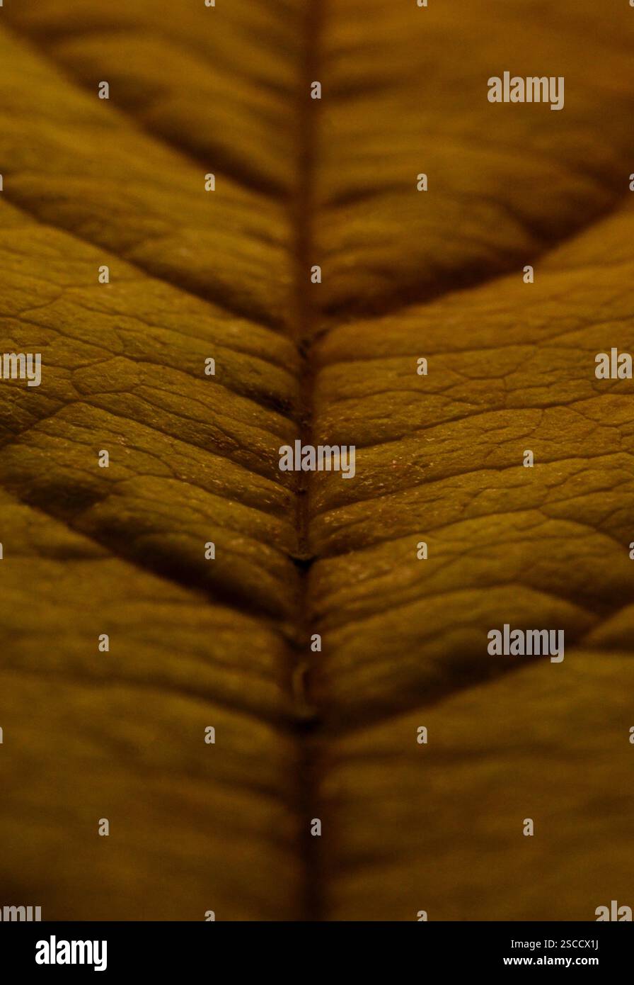 Details of the limb of a cherry leaf in autumn macro photography with ...