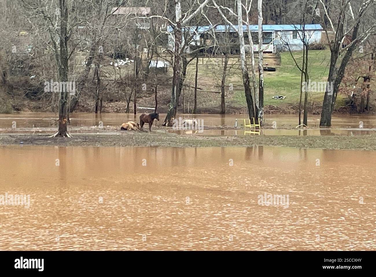 Horses seek higher ground after thunderstorms caused flooding Thursday ...