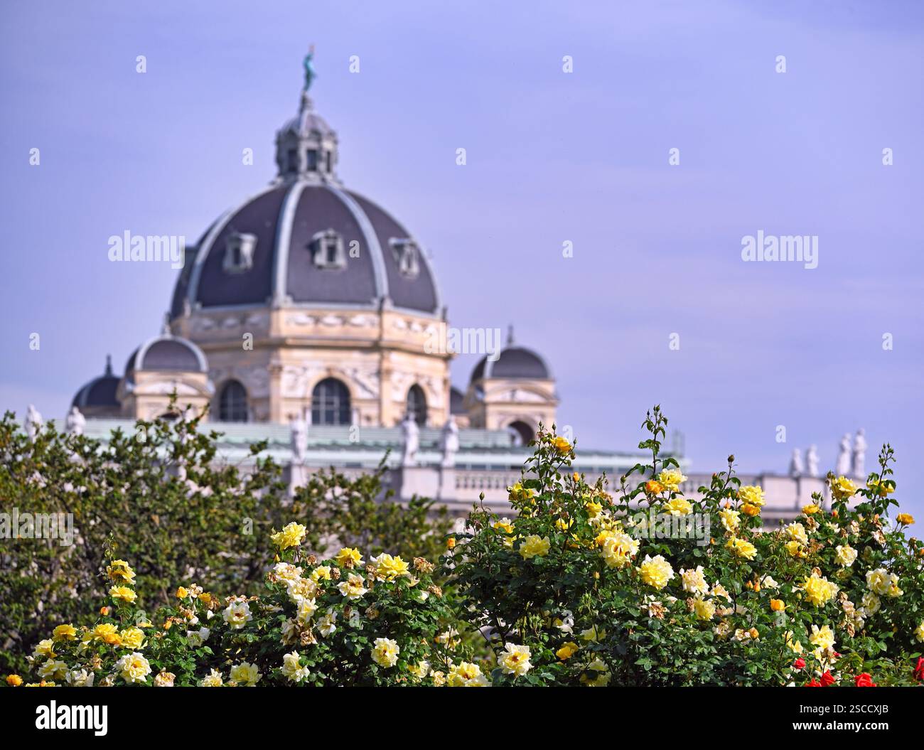 Yellow Roses garden in Volksgarten Vienna Austria,spring season Stock ...