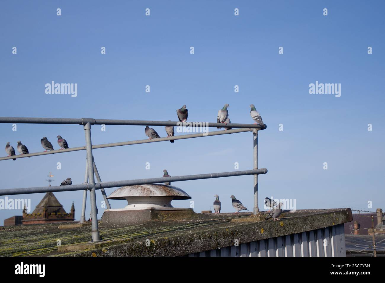 Pigeons on a roost in Chester, Cheshire, UK Stock Photo - Alamy