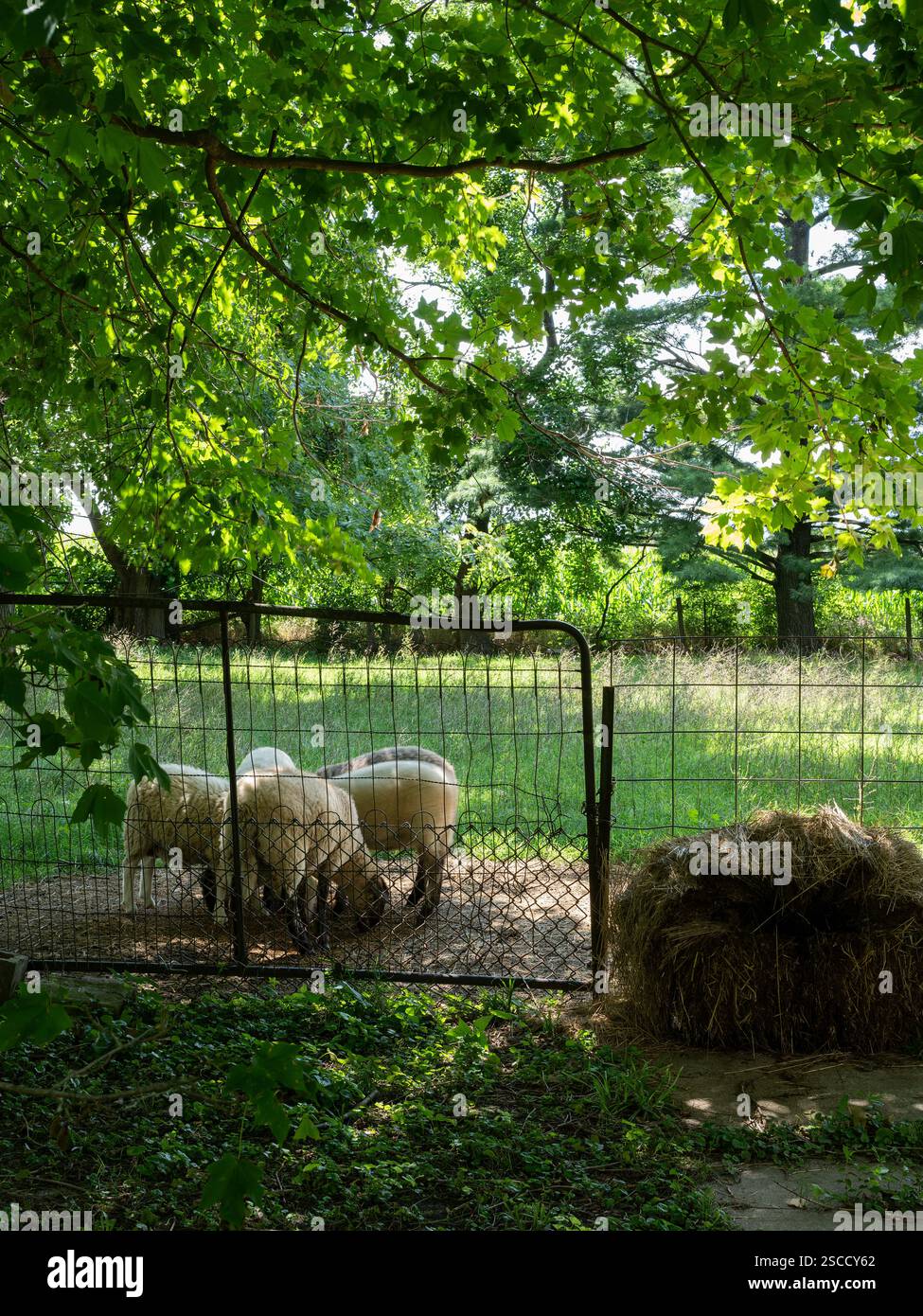 McCord House, Location: Paris IL Stock Photo - Alamy