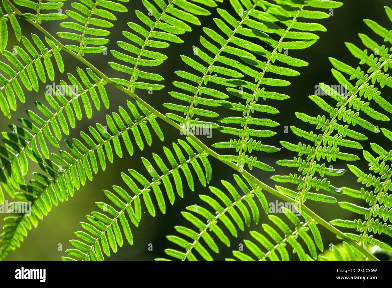 Dschungel hintergrund hi-res stock photography and images - Alamy