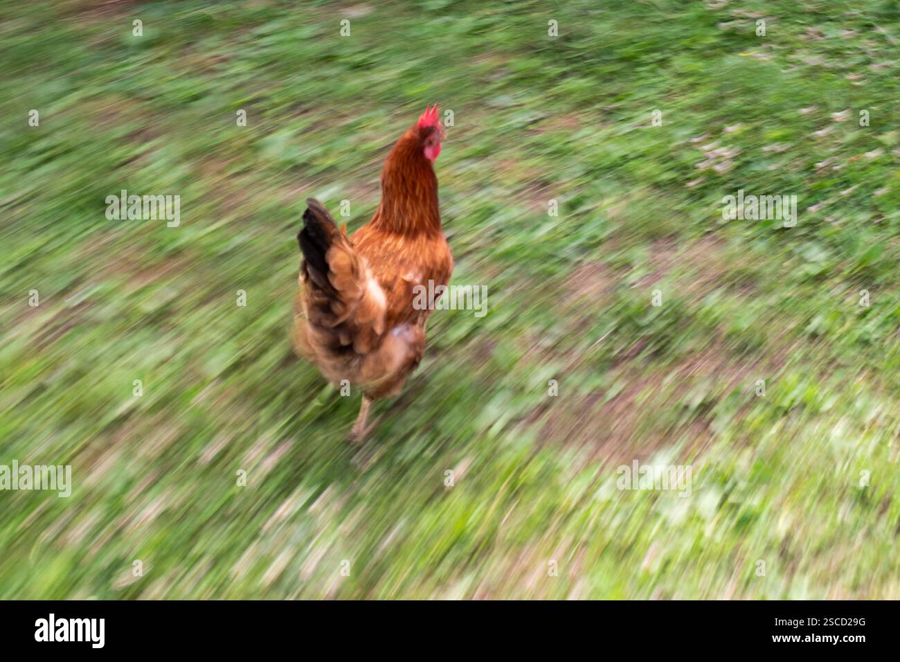 Hen running, intentional movement blur Stock Photo - Alamy