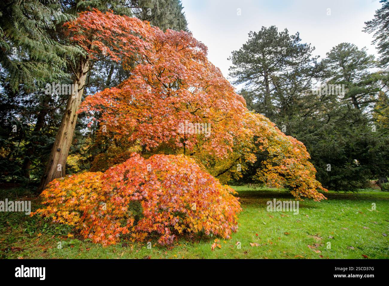 A Japanese Maple or Acer palmatum in Silk Wood at Westonbirt Arboretum ...