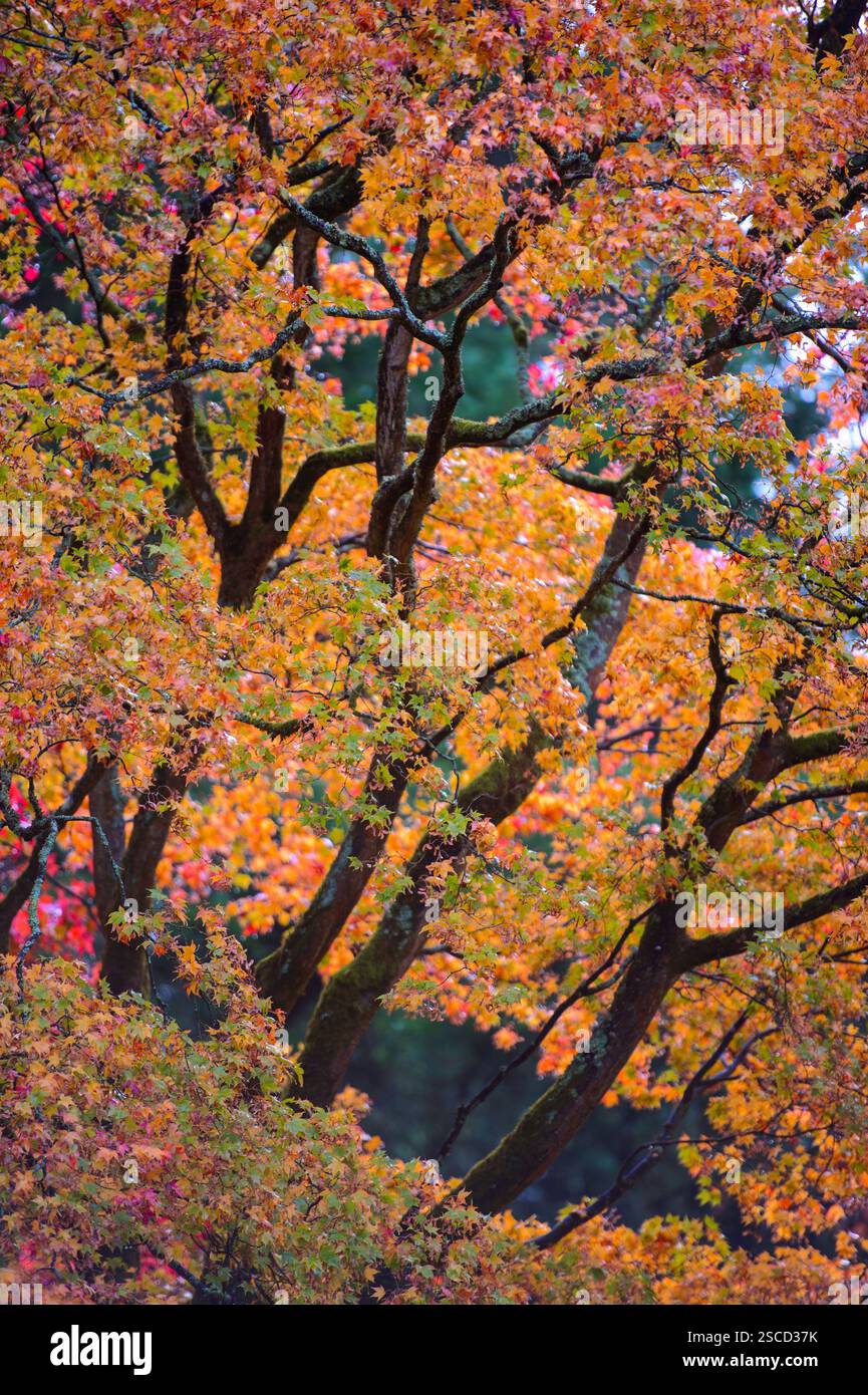 A Japanese Maple or Acer palmatum in Silk Wood at Westonbirt Arboretum ...