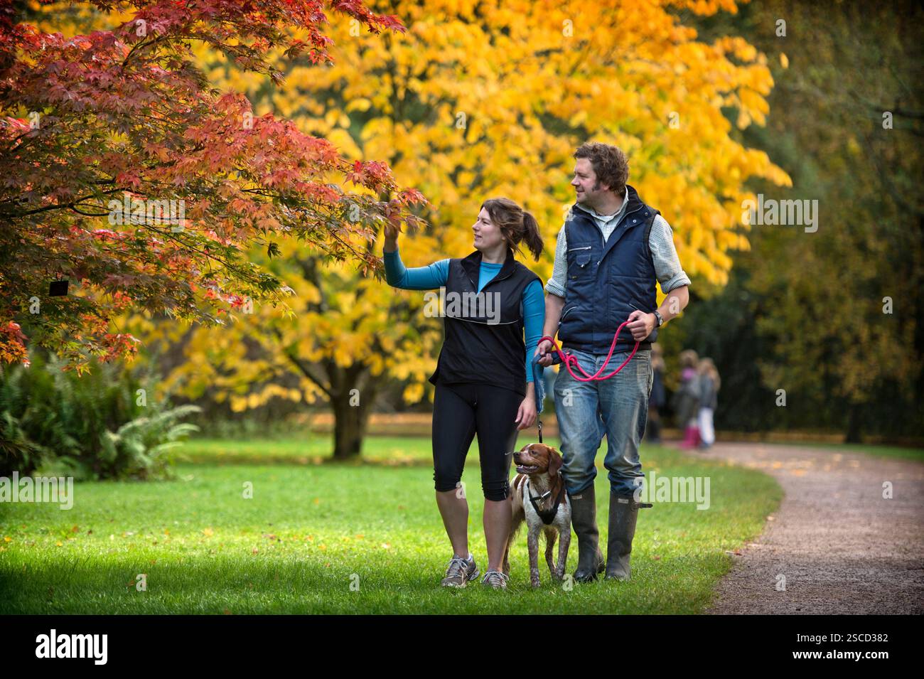 Dog walkers admire an Acer palmatum while exercising their dog in Silk ...