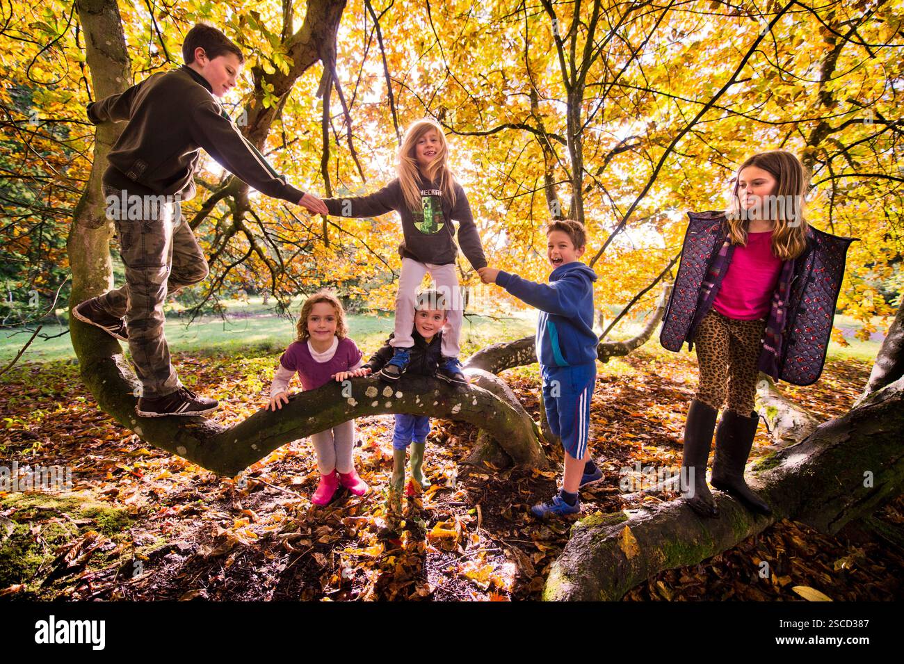Children play amongst the branches of a Horse Chestnut tree in Silk ...