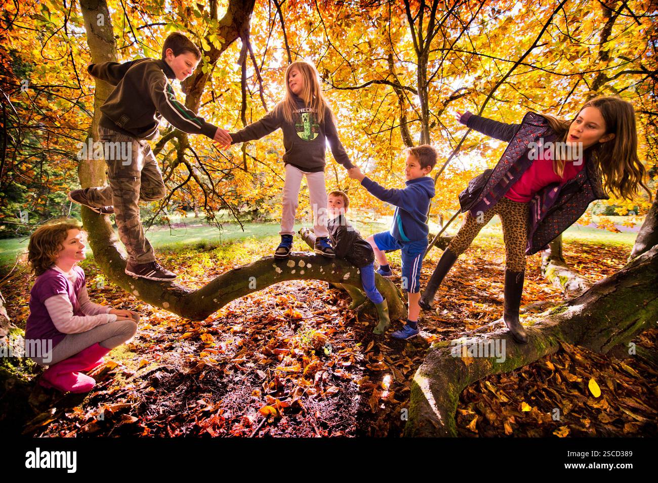 Children play amongst the branches of a Horse Chestnut tree in Silk ...