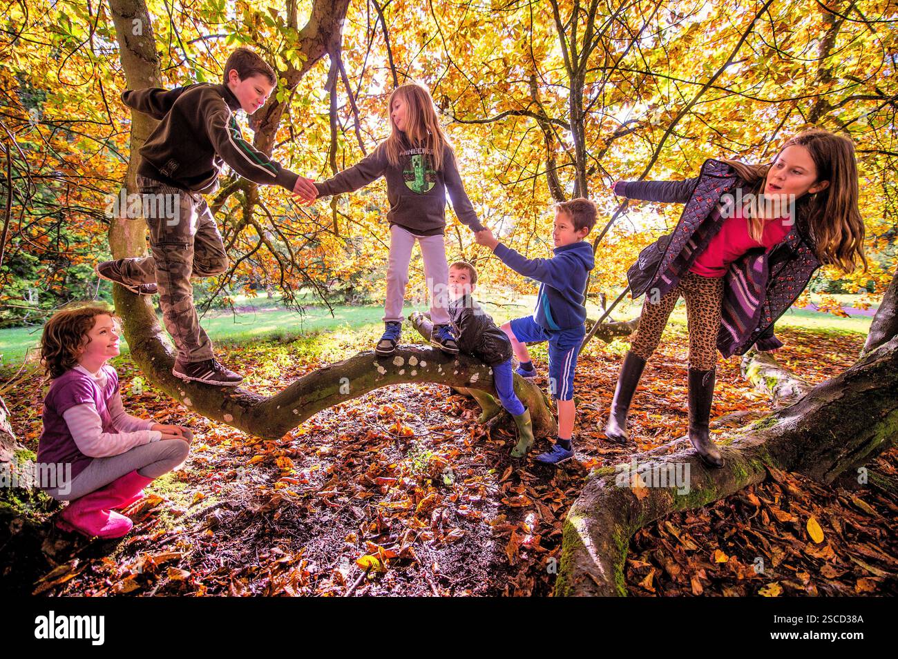 Children play amongst the branches of a Horse Chestnut tree in Silk ...