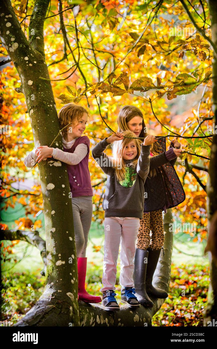 Children play amongst the branches of a Horse Chestnut tree in Silk ...