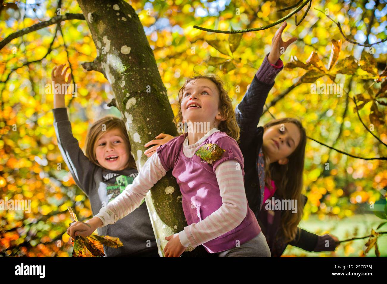 Children play amongst the branches of a Horse Chestnut tree in Silk ...