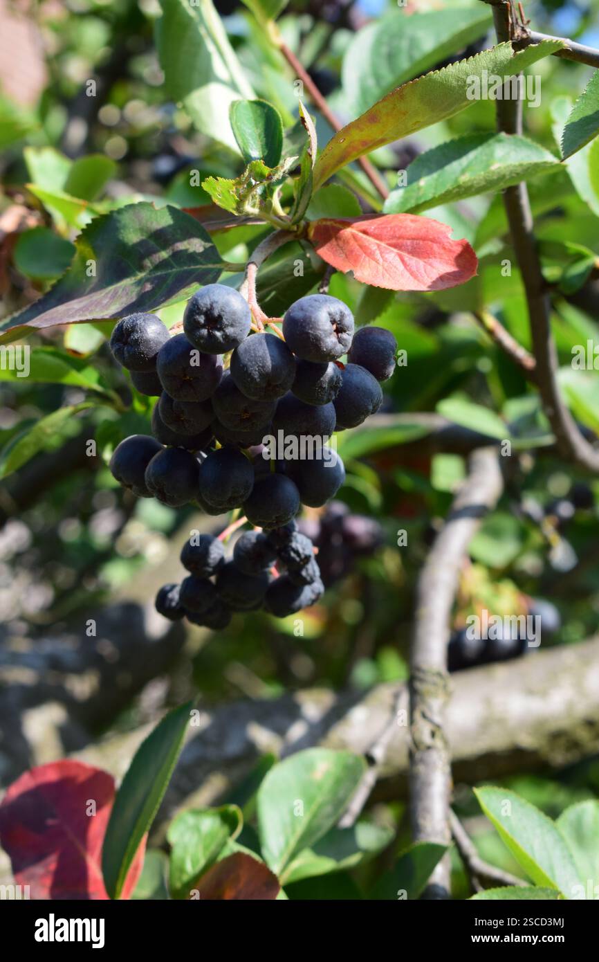 A cluster of dark purple berries (black rowanberry, blackcurrant rowan ...