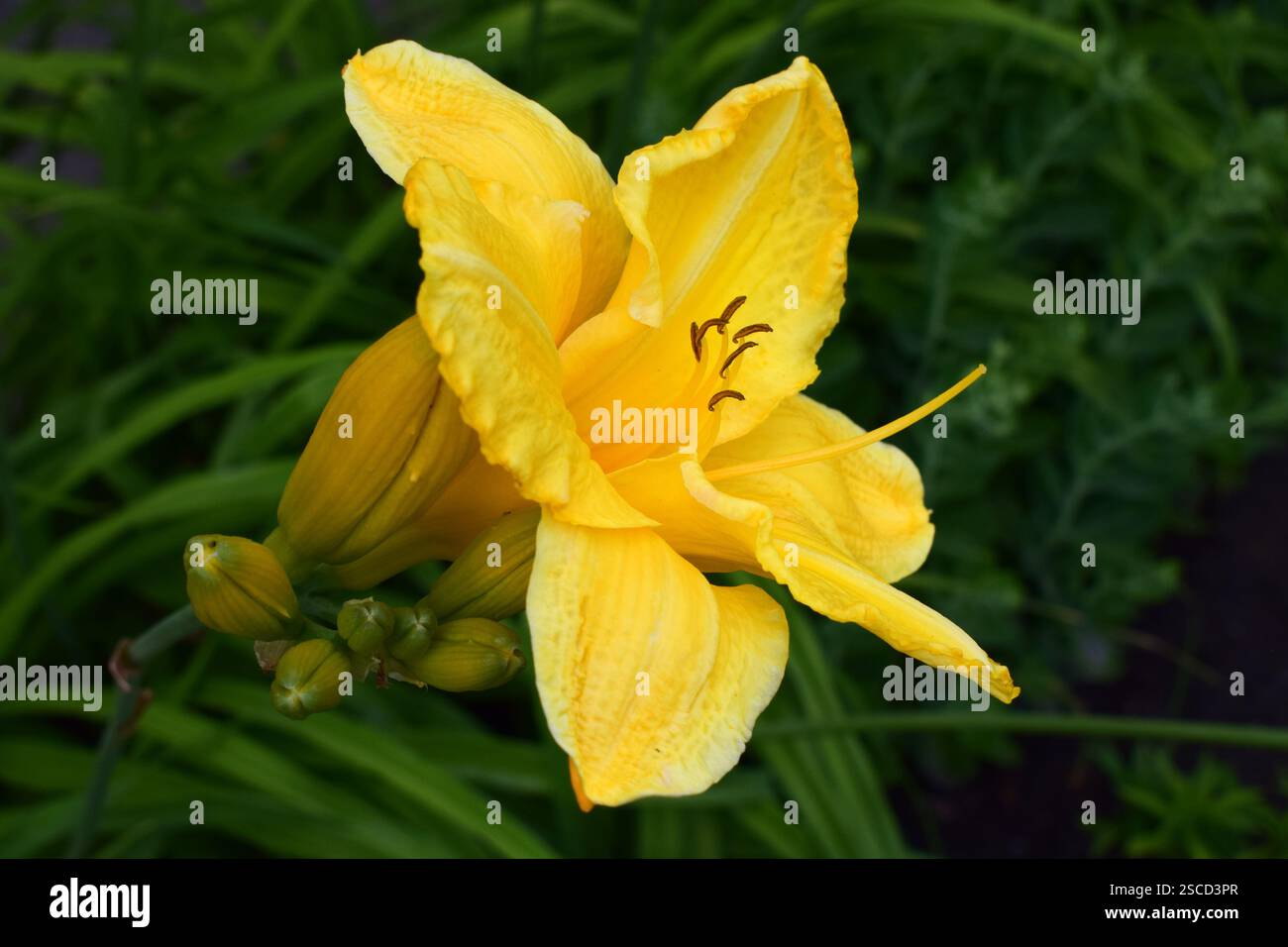 A close-up view of a vibrant yellow flower, likely a daylily, in full ...