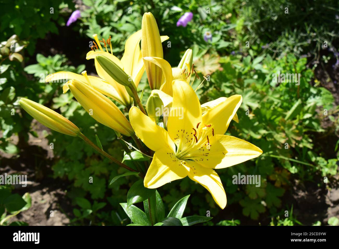 A cluster of vibrant yellow lilies in full bloom, surrounded by lush ...
