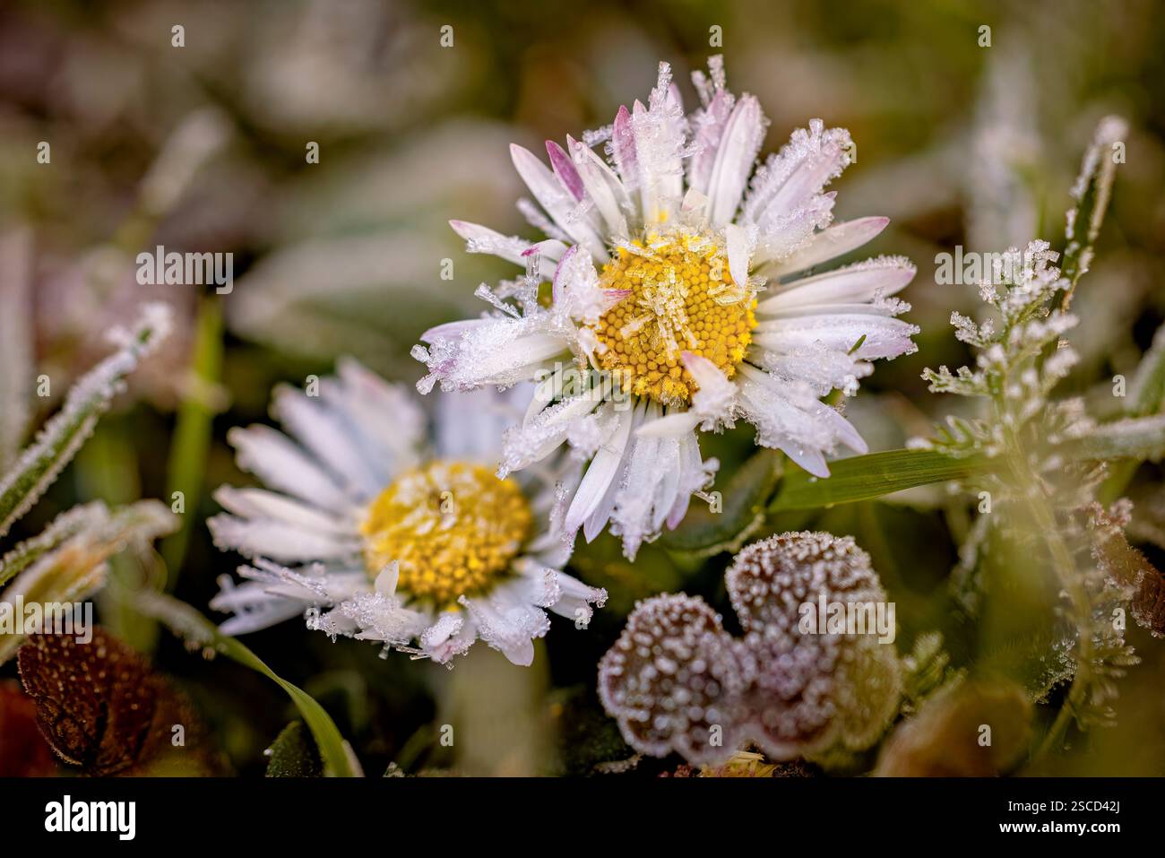 Daisy Flowers covered in frost Stock Photo - Alamy