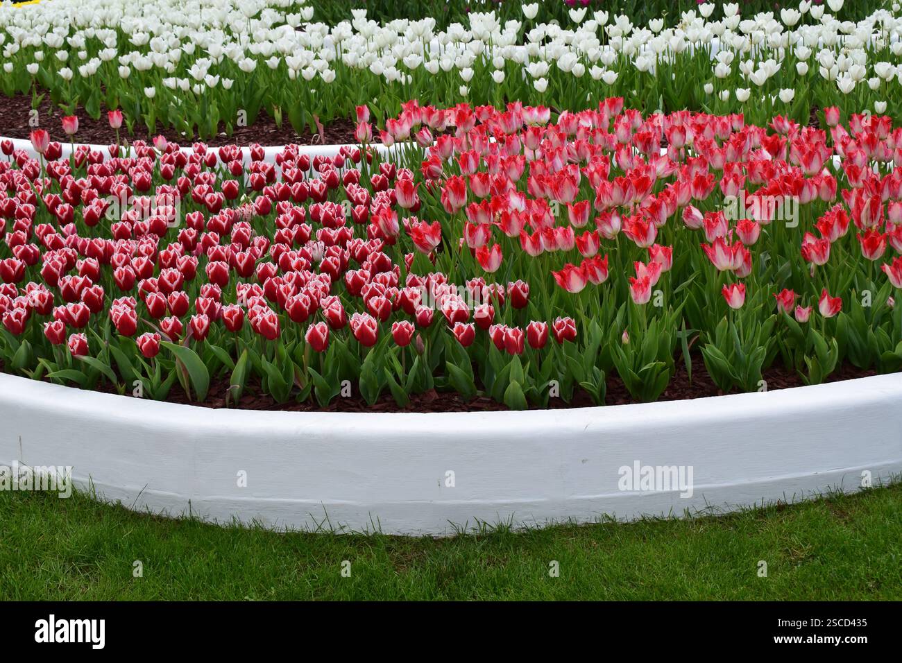 A garden full of tulips arranged in rows of different colors: red ...