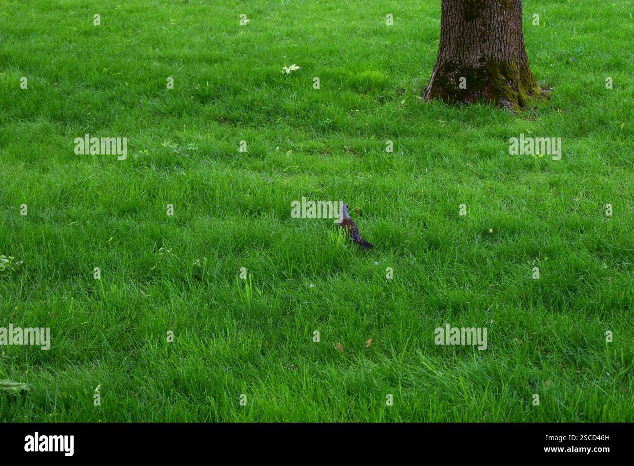 A lone bird (robin thrush) sits on a large field of green grass. The ...