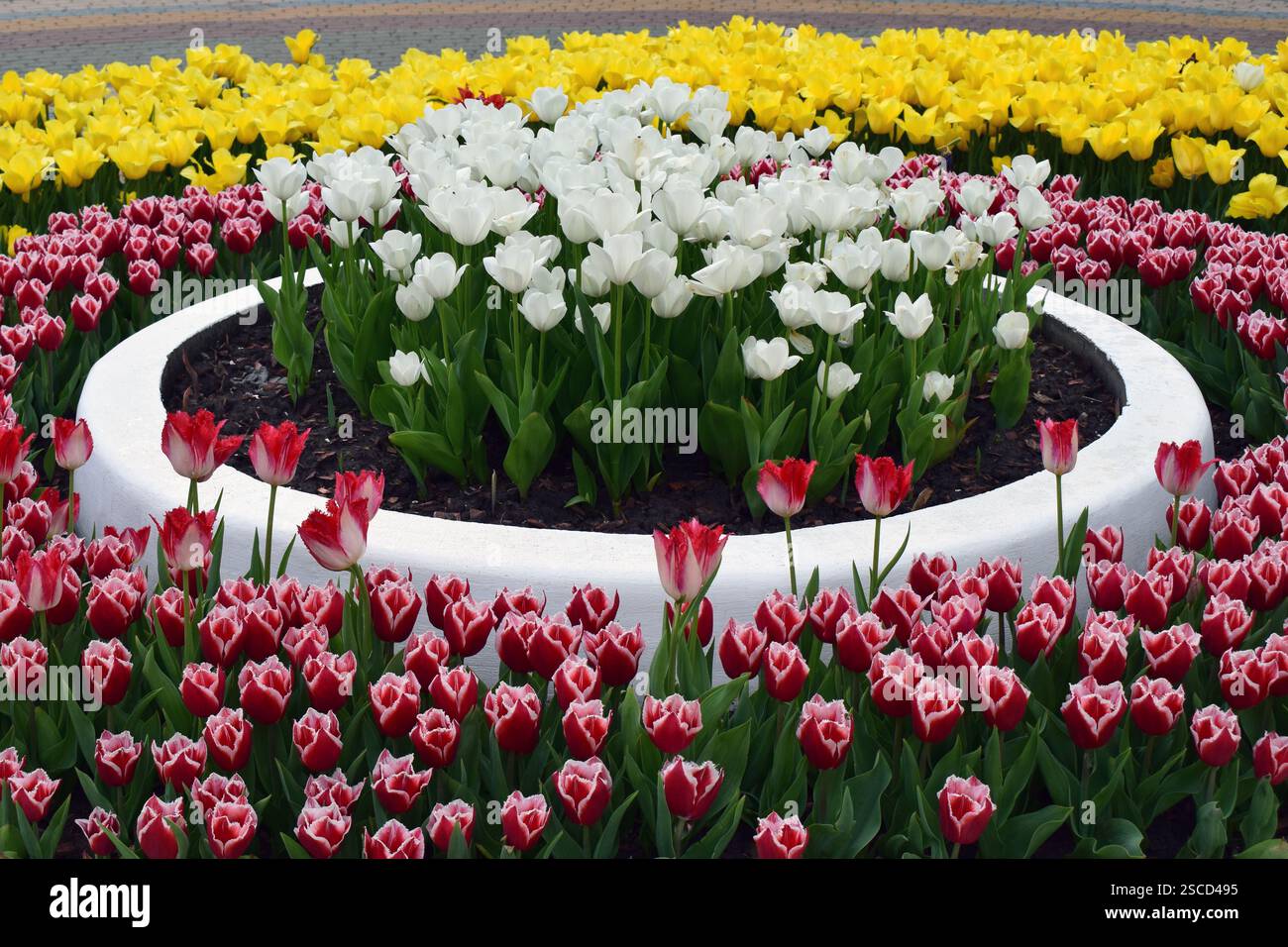 An arrangement of tulips in concentric circles. In the center circle ...