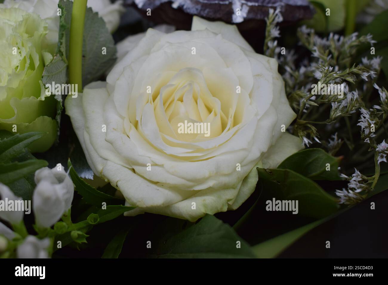 The delicate beauty of a white rose in full bloom, showcasing its ...