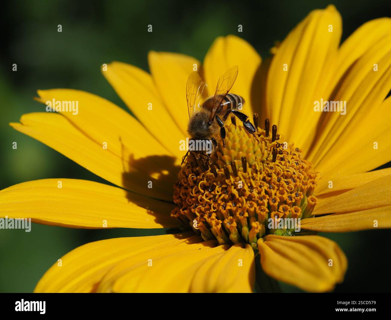 European Honey Bee (Apis mellifera Stock Photo - Alamy