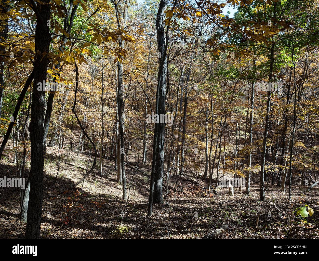 Powder Valley Conservation Nature Center, Location: Kirkwood MO Stock ...