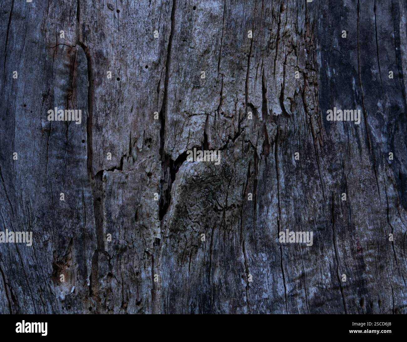 A close-up of weathered tree bark with intricate cracks, rough textures, and a moody color ...